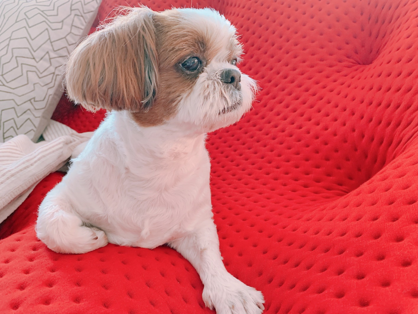 BTS Community Moments - 🐶🐶 - j-hope