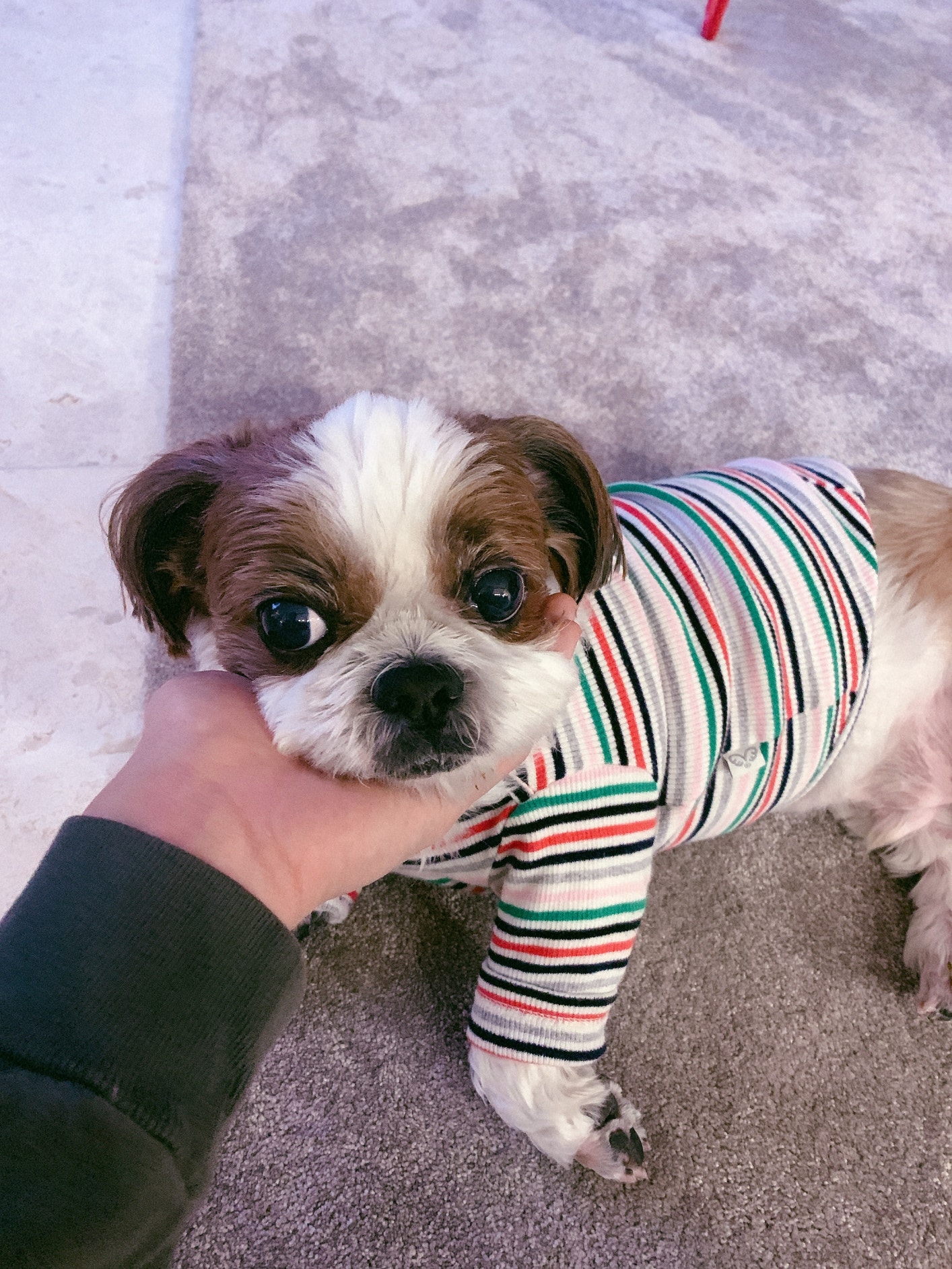 BTS Community Moments - 🐶 - j-hope