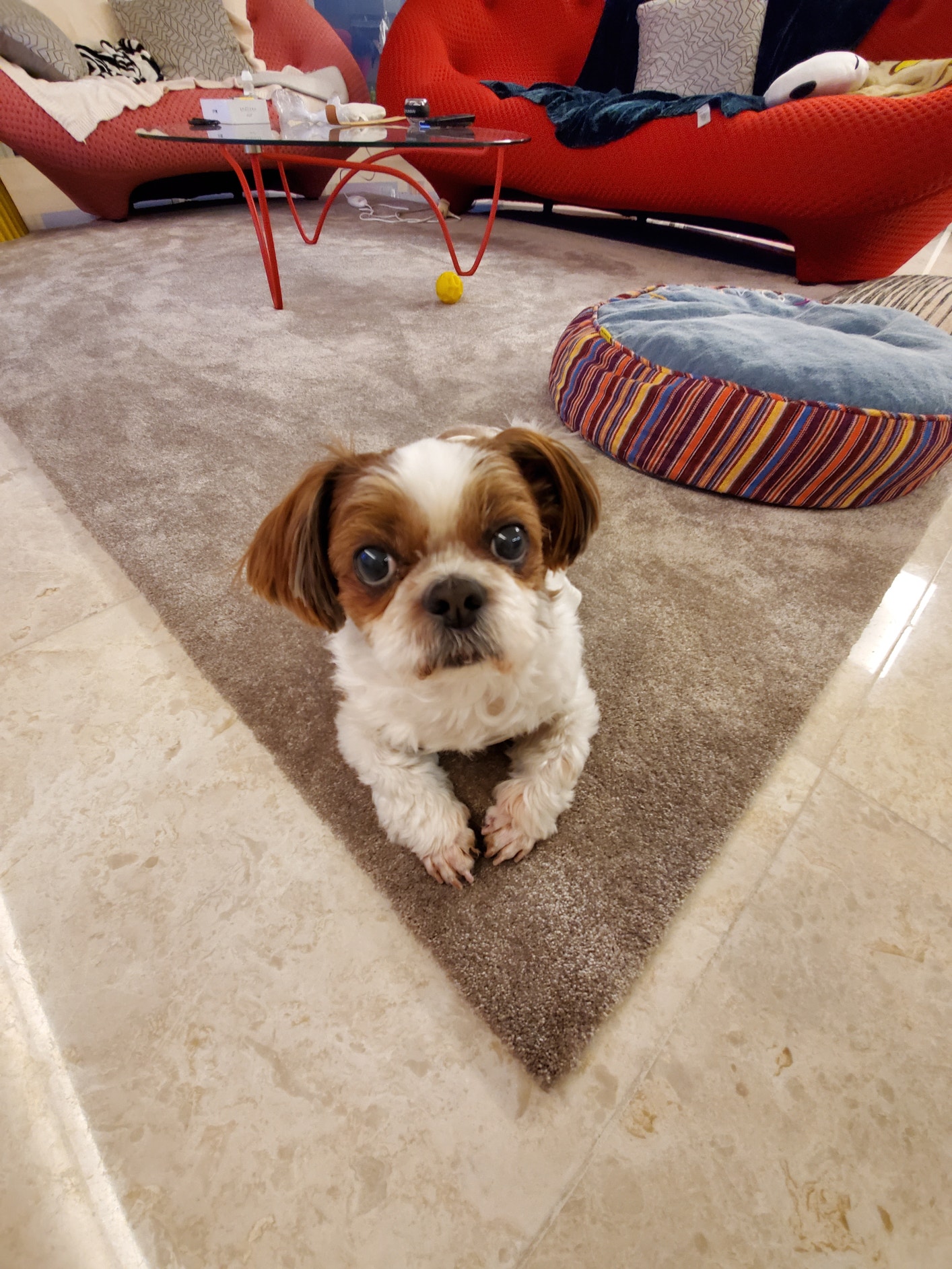 BTS Community Moments - 🐶 - j-hope