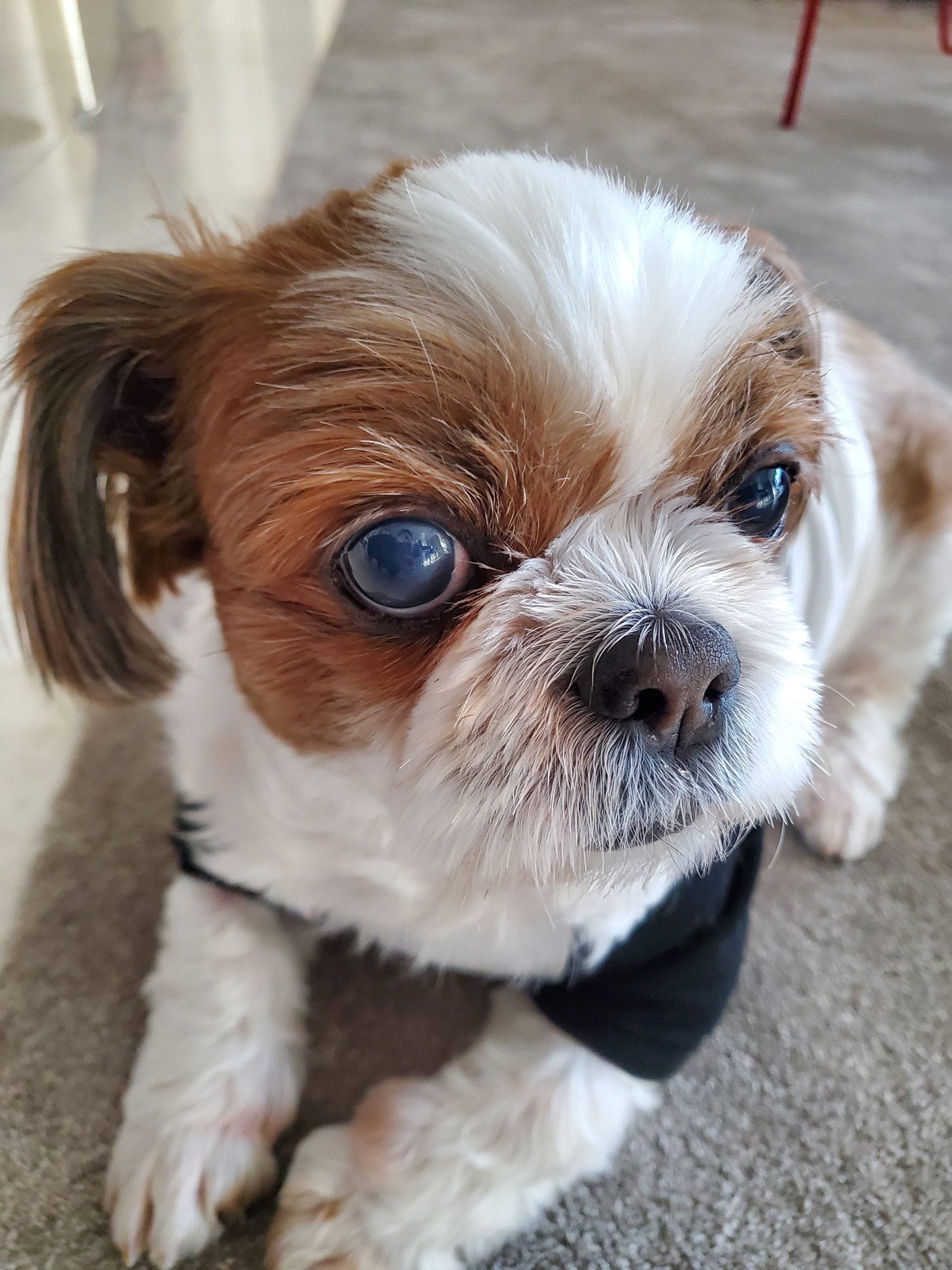 BTS Community Moments - 😚 - j-hope