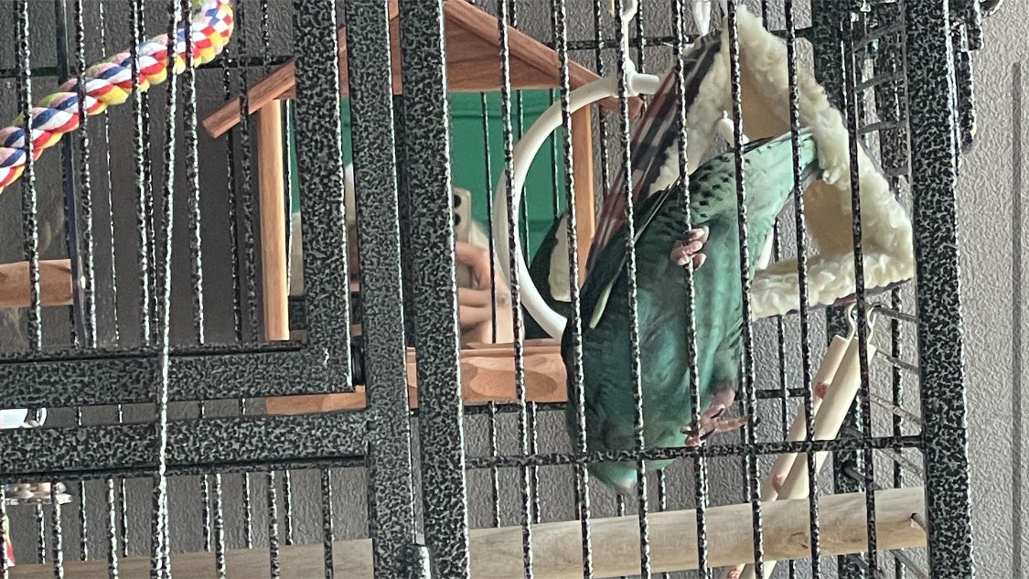 Hoo