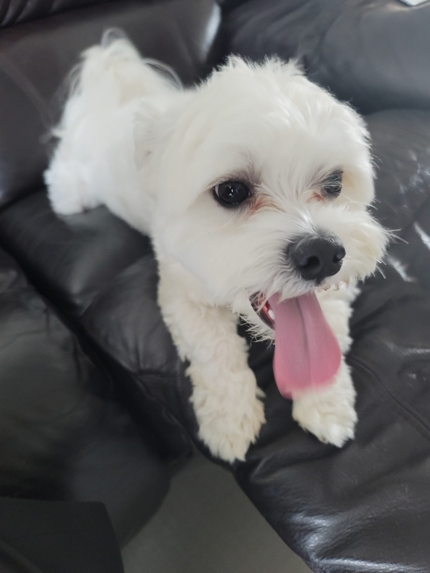 ENHYPEN 커뮤니티 포스트 - 양마음🐶