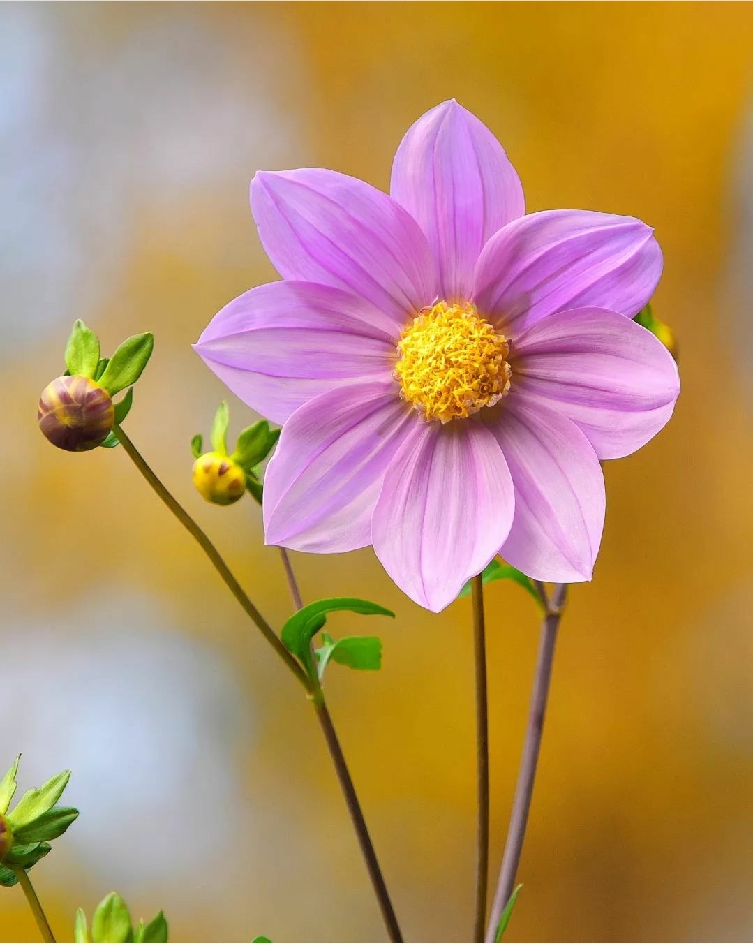 BTS Community Posts - People can change their Appearance. example- Fat ...