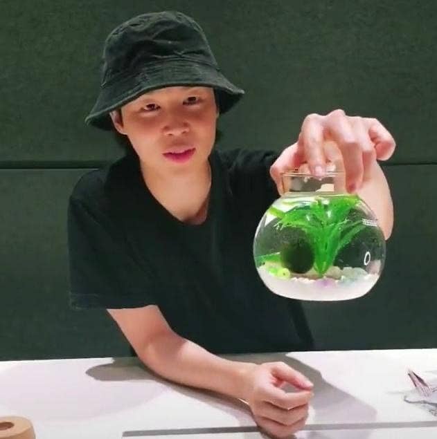 BTS Community Posts - marimo is a symbol for everlasting love according ...